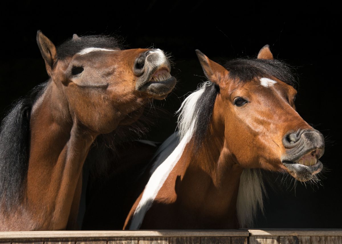 'Two Horses Matching Pair' Poster by Art Shack | Displate