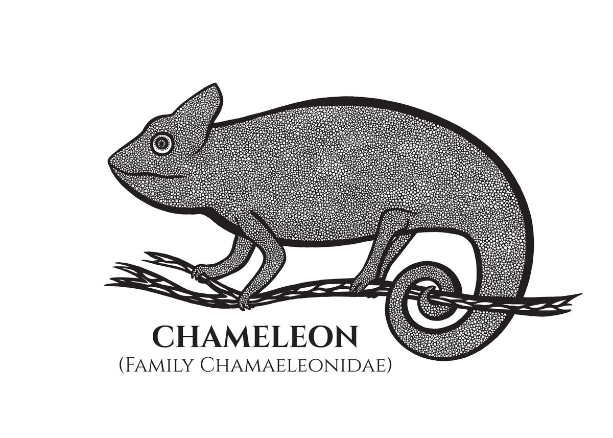'Chameleon with Latin Name' Poster, picture, metal print, paint by ...