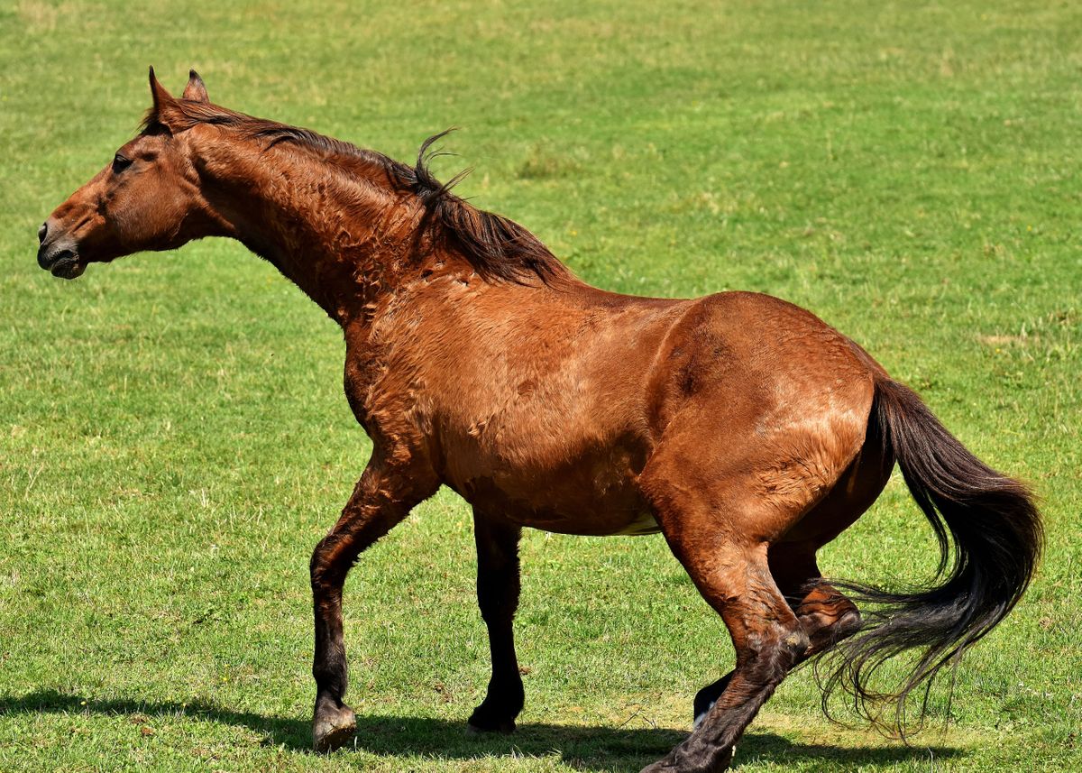 'Staggering Horse' Poster, picture, metal print, paint by Art Shack ...