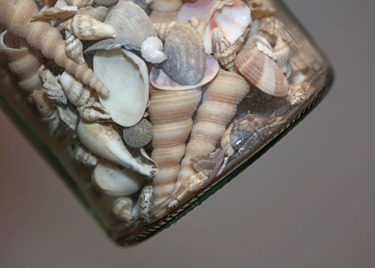 'Greek shells on elafonisi' Poster, picture, metal print, paint by ...