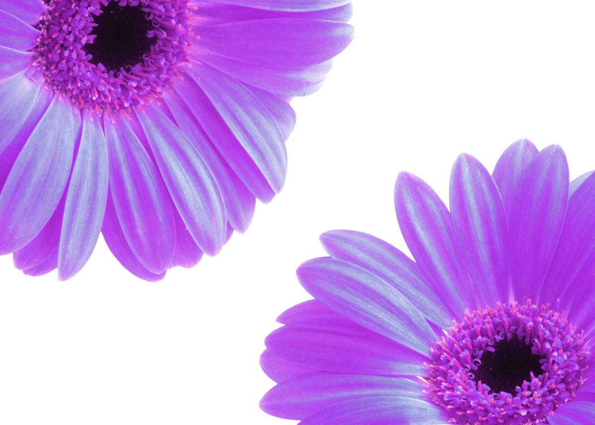 'Purple Flowers' Poster by NATURECO | Displate