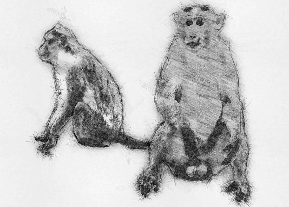 'Monkey Pencil Sketch Draw' Poster, picture, metal print, paint by ...