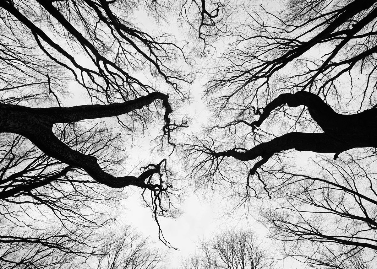 'Abstract tree branches' Poster by Vitalii Karas | Displate