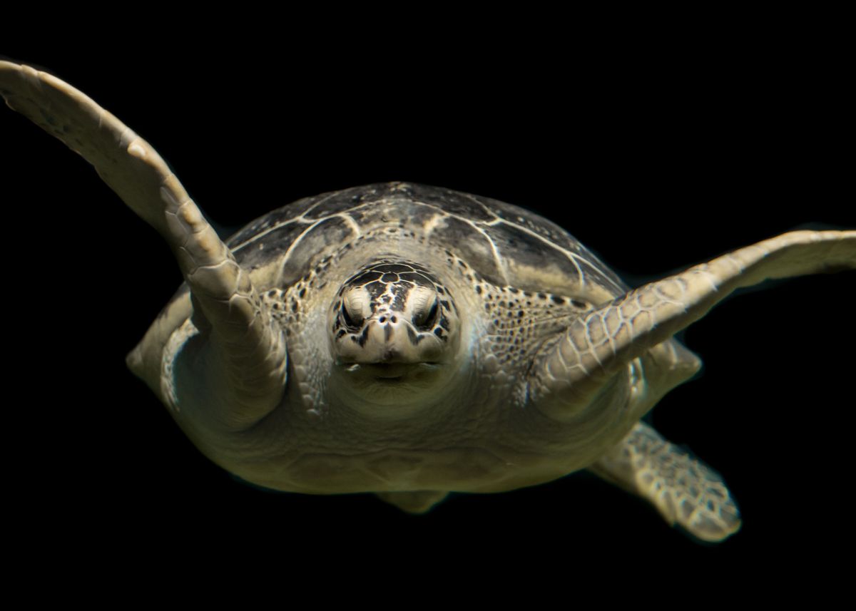 'Turtle Lore ' Poster, picture, metal print, paint by Stephen ...