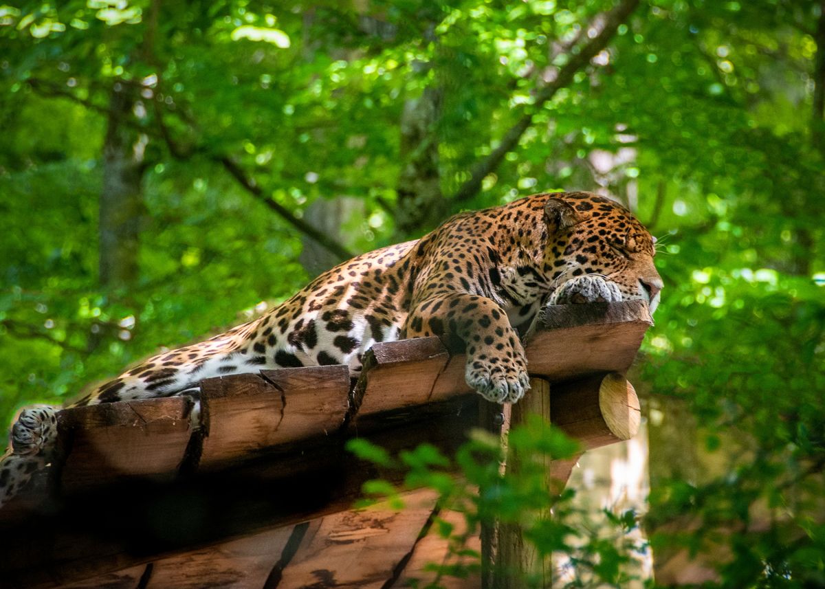 'Jaguar' Poster, picture, metal print, paint by Nick Tait | Displate