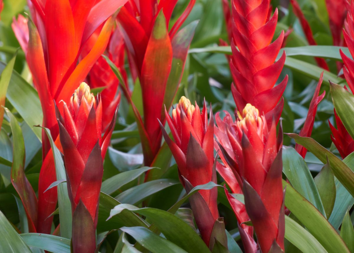 'vriesea carinata flower ' Poster, picture, metal print, paint by ...