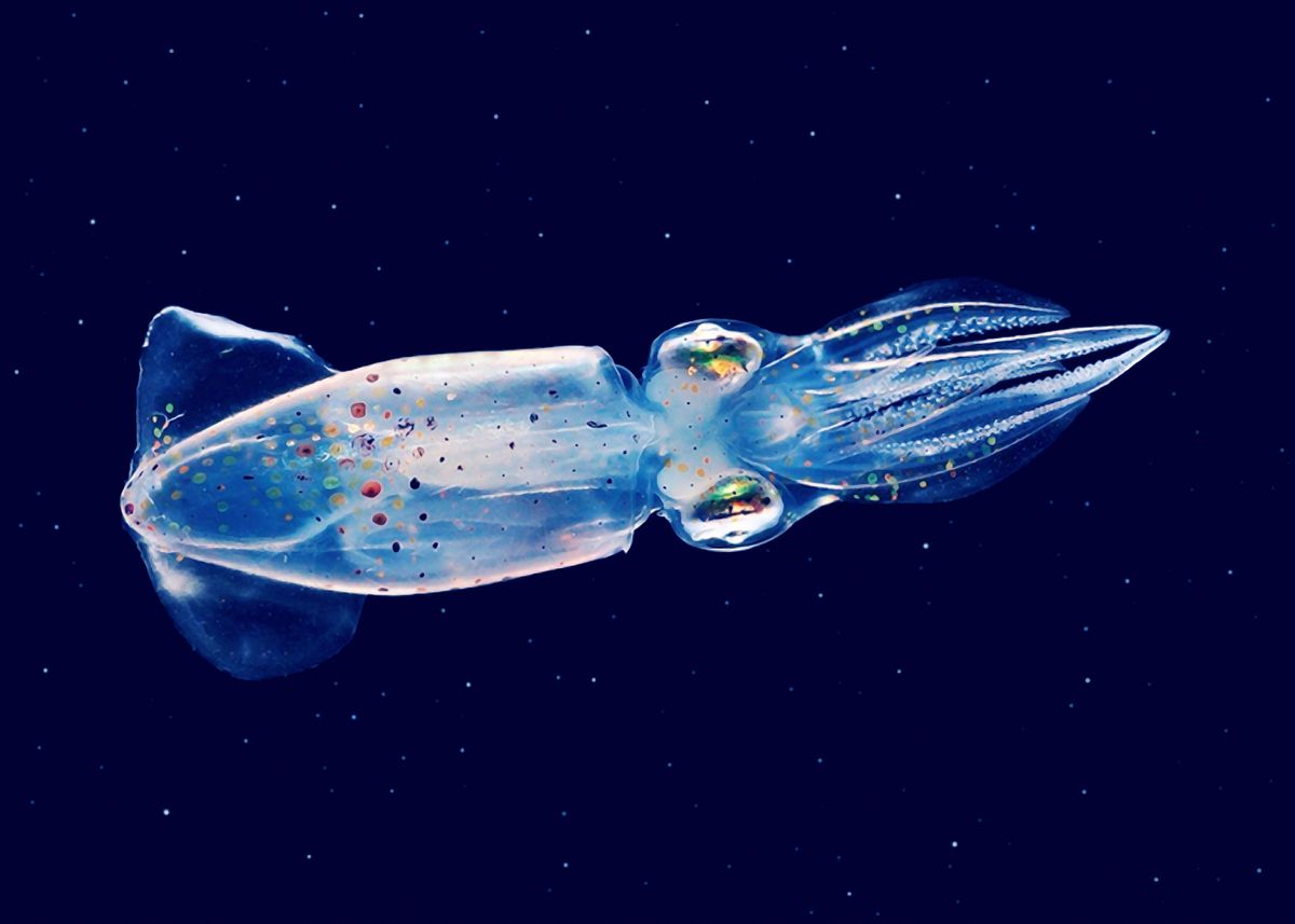 'Glass squid' Poster, picture, metal print, paint by happyantsstudio ...
