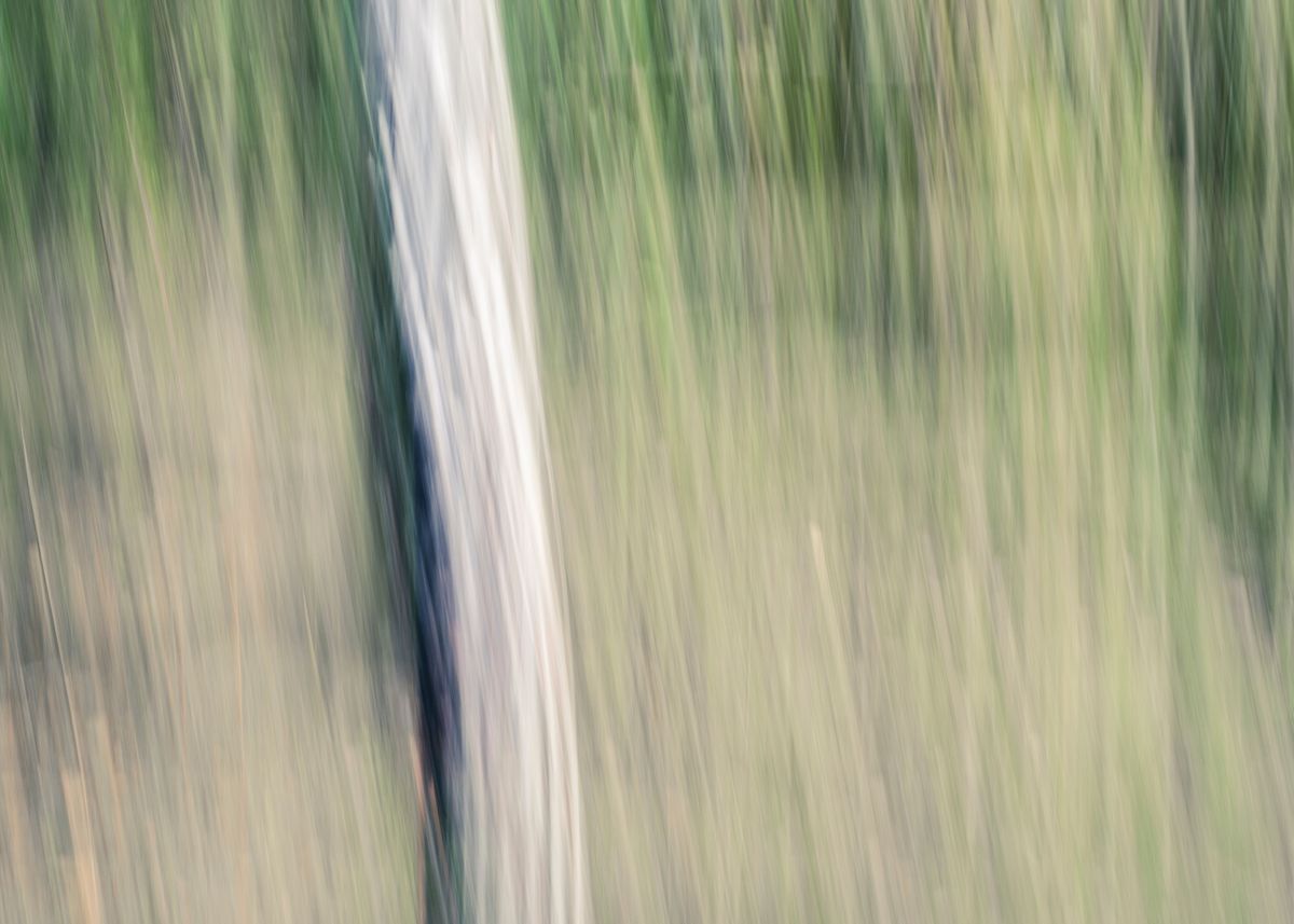 'Panning Trees' Poster, picture, metal print, paint by Iurii Vlasenko ...