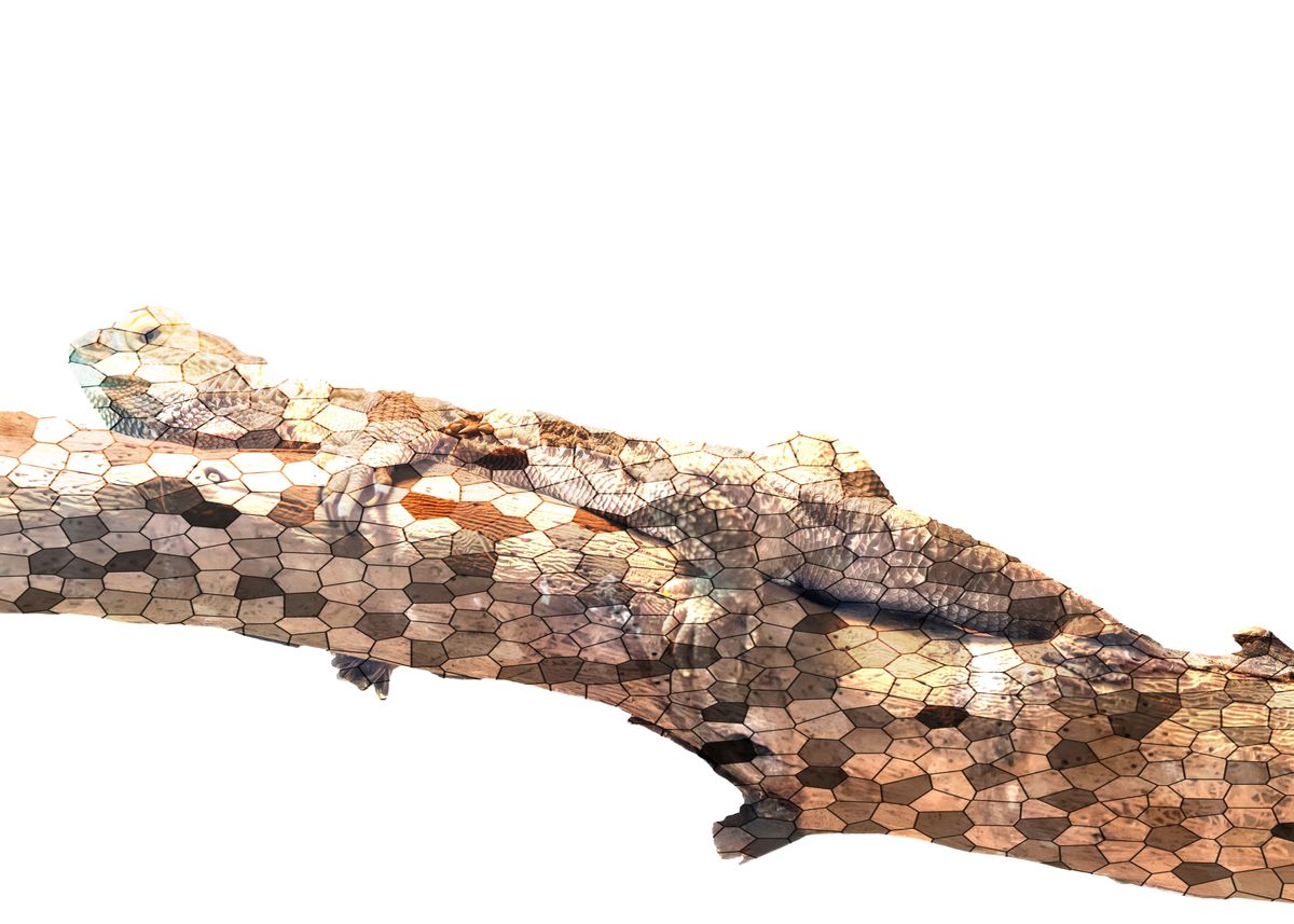 'pogona vitticeps bearded ' Poster, picture, metal print, paint by ...