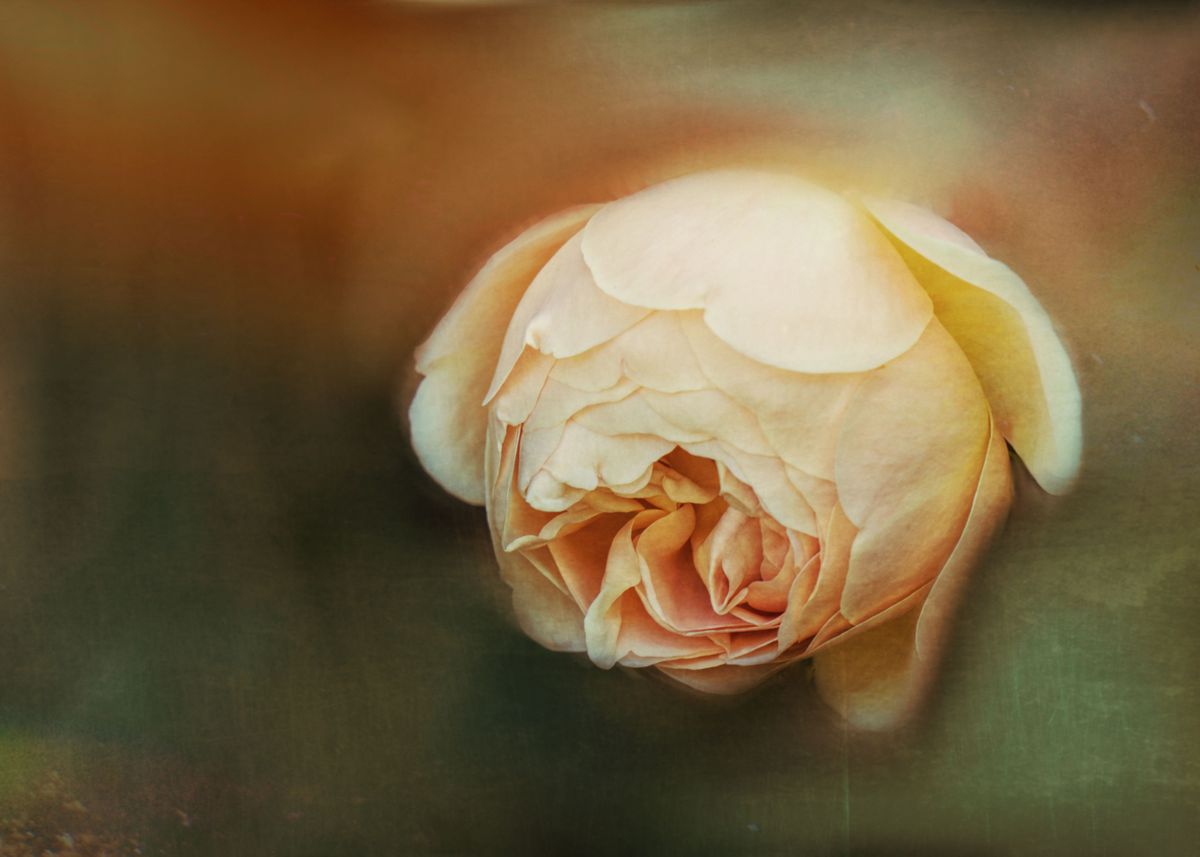 'beautiful rose' Poster by Ornella Bonomini | Displate