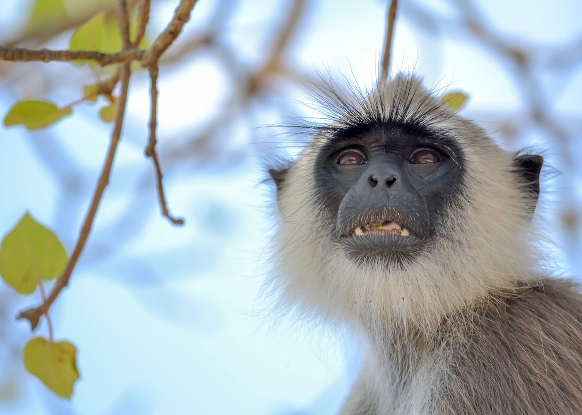 'monkey on tree' Poster, picture, metal print, paint by Ornella ...