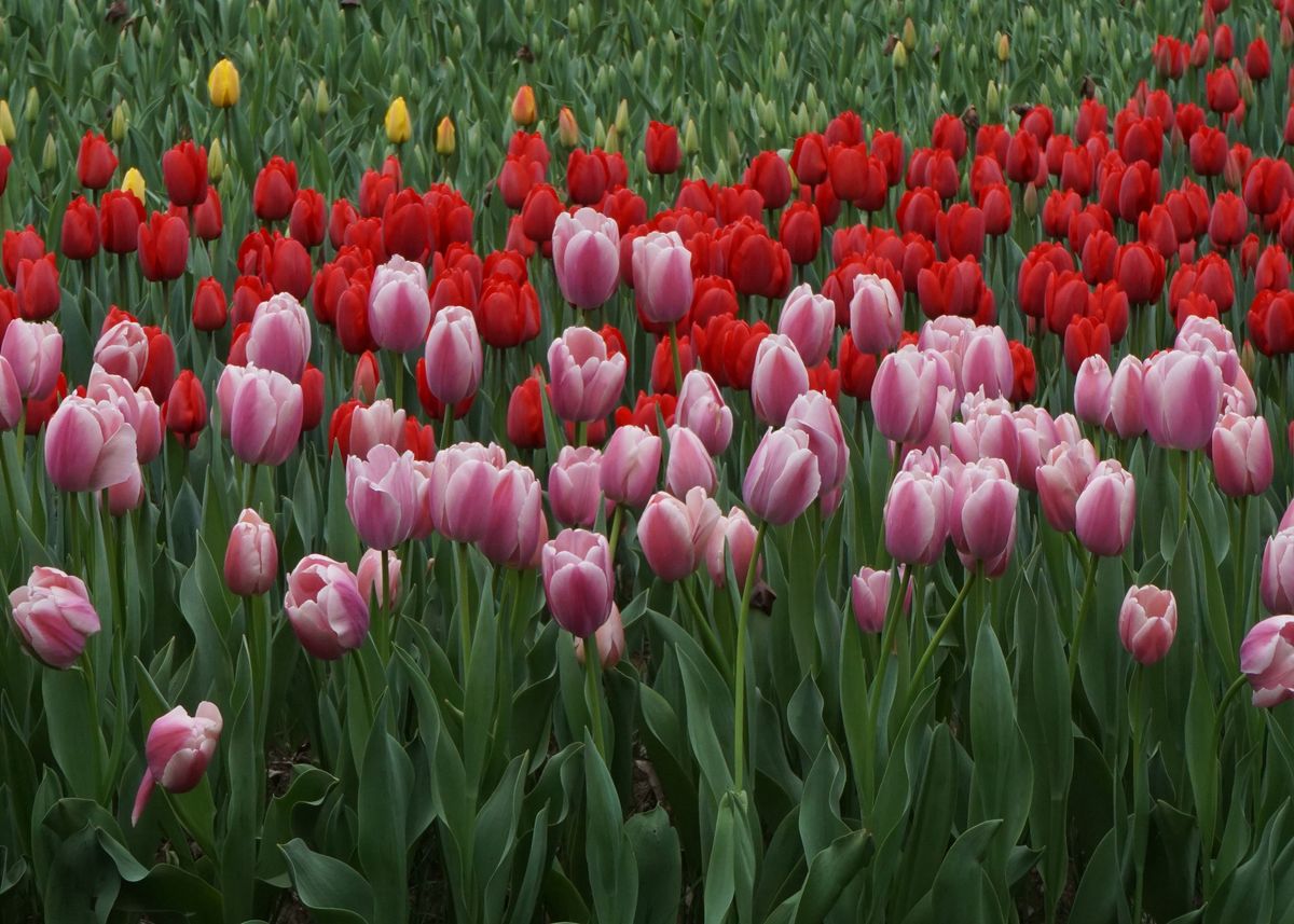 'Tulps Flowers Spring' Poster, picture, metal print, paint by Max Ronn ...