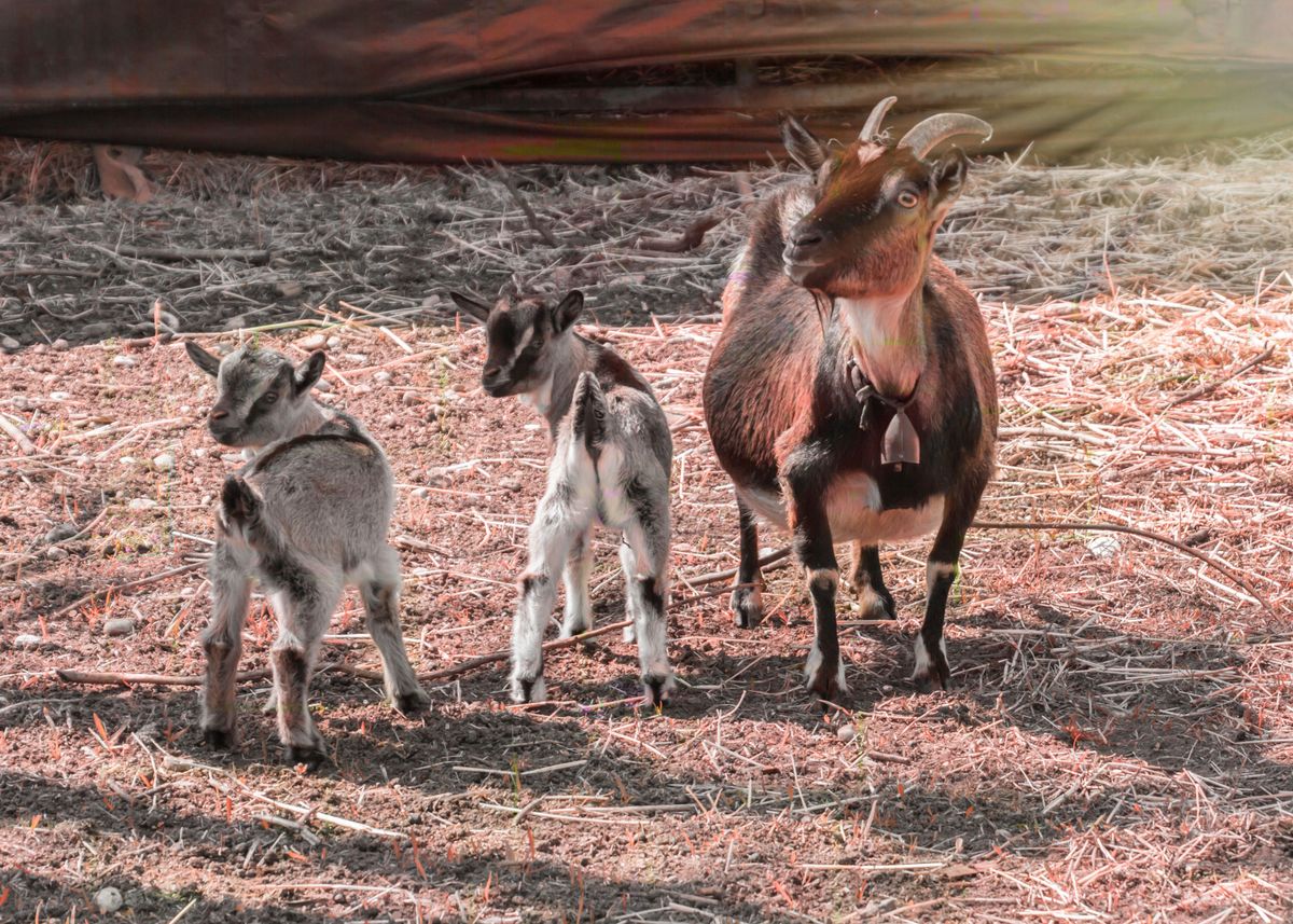 'goat in the farm' Poster by Ornella Bonomini | Displate