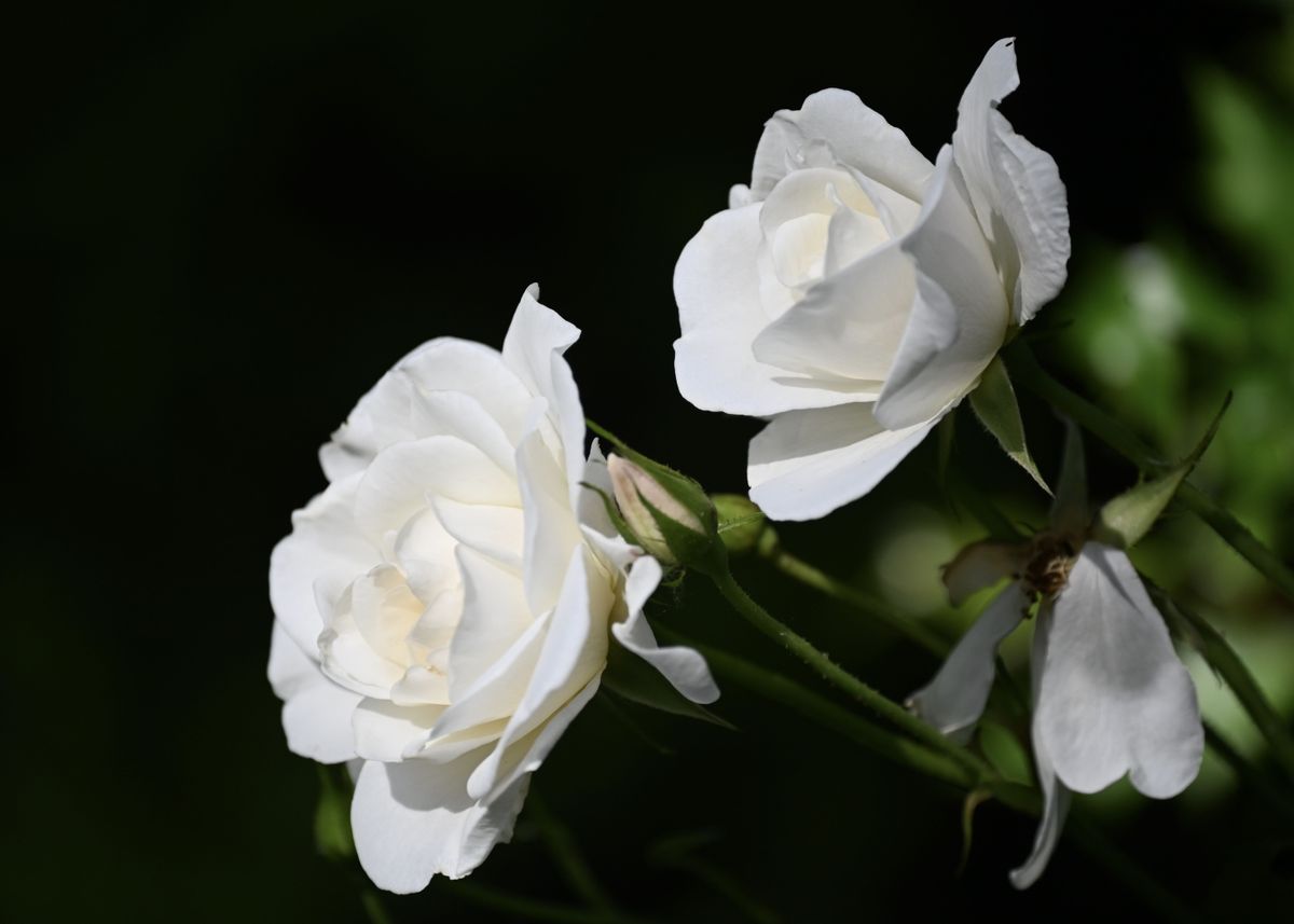 'White panache ' Poster, picture, metal print, paint by Sam Brady ...