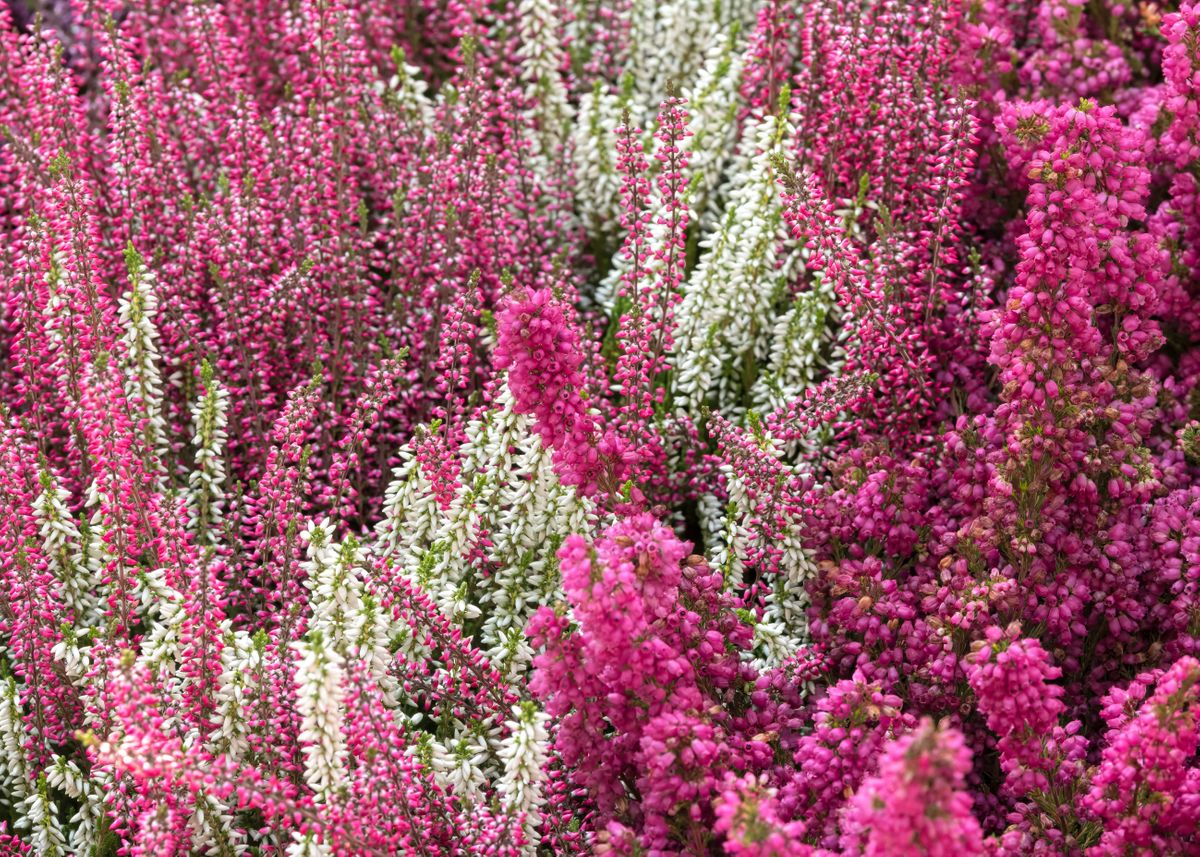 'colorful calluna vulgaris ' Poster by Ornella Bonomini | Displate