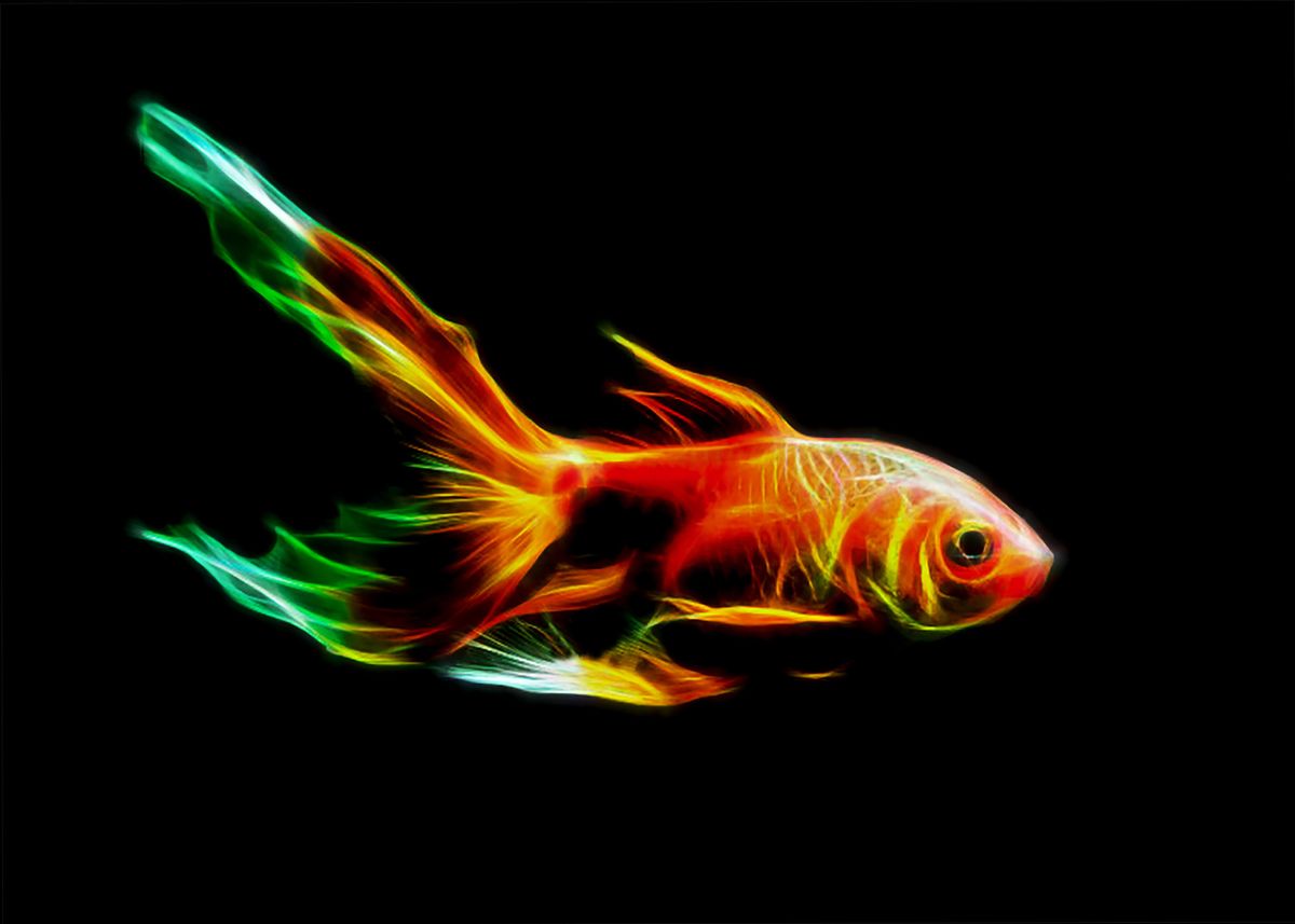 'Veil Fish Fractal ' Poster, picture, metal print, paint by Sebastian ...