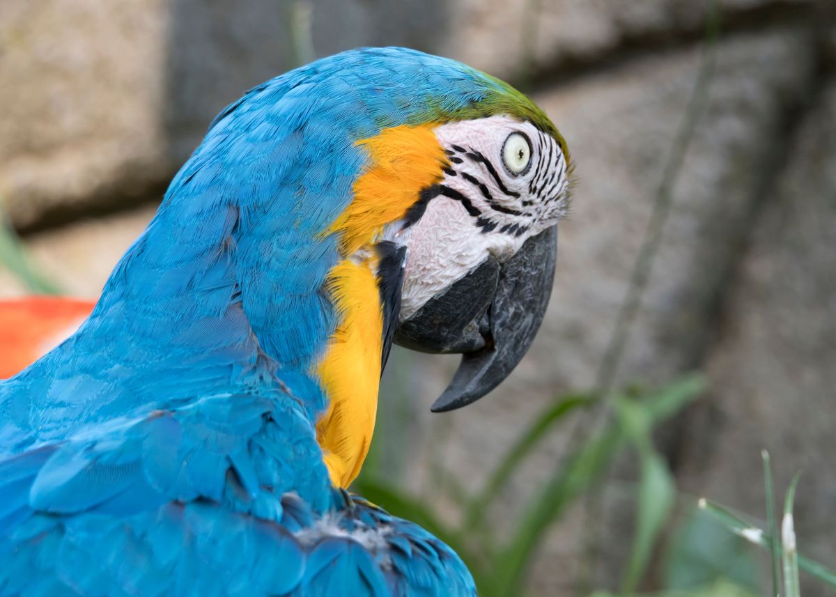 'ara ararauna parrot ' Poster by Ornella Bonomini | Displate