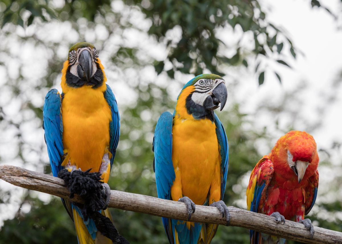 'ara ararauna parrot ' Poster by Ornella Bonomini | Displate