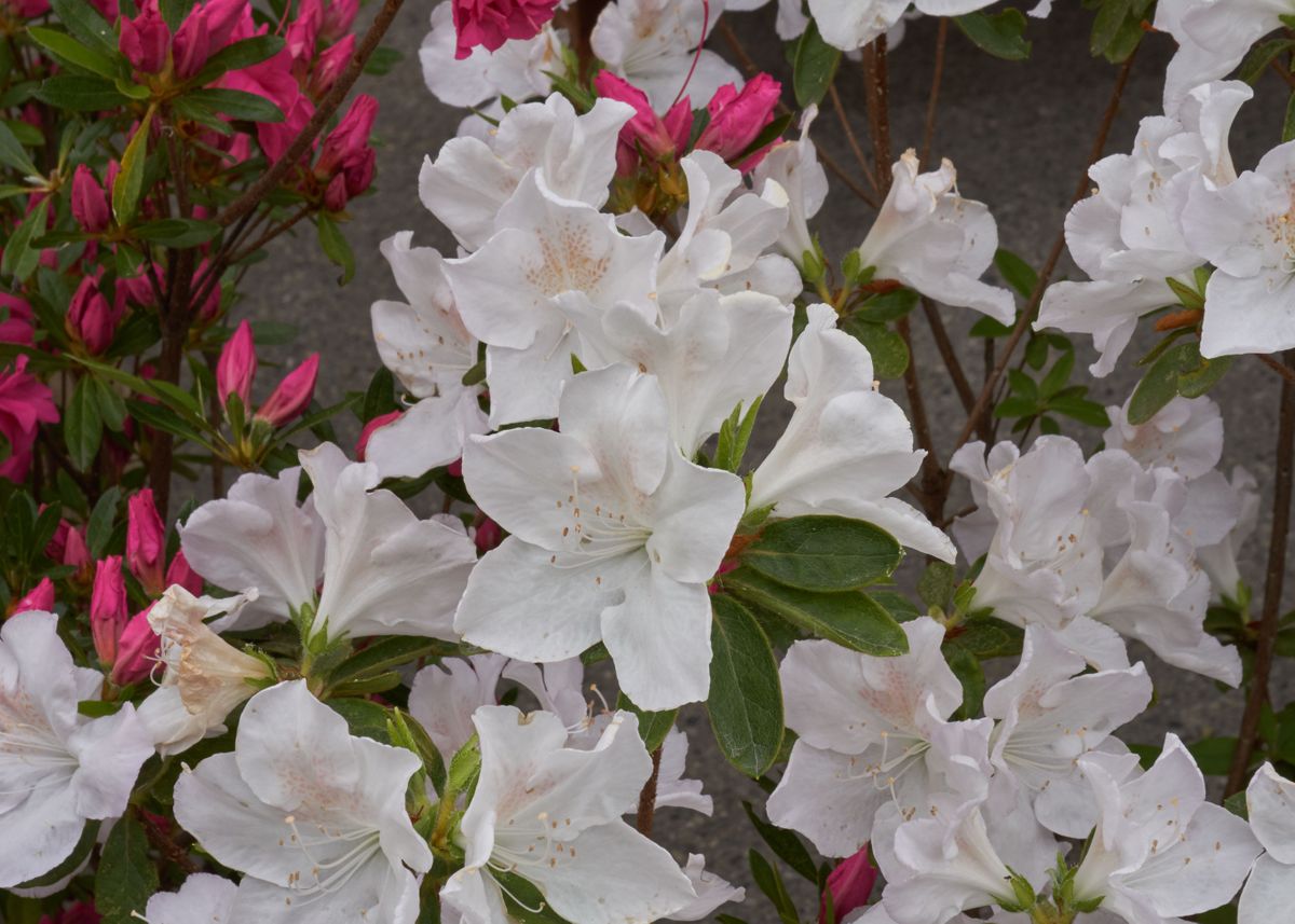 'alstroemeria in bloom ' Poster, picture, metal print, paint by Ornella ...