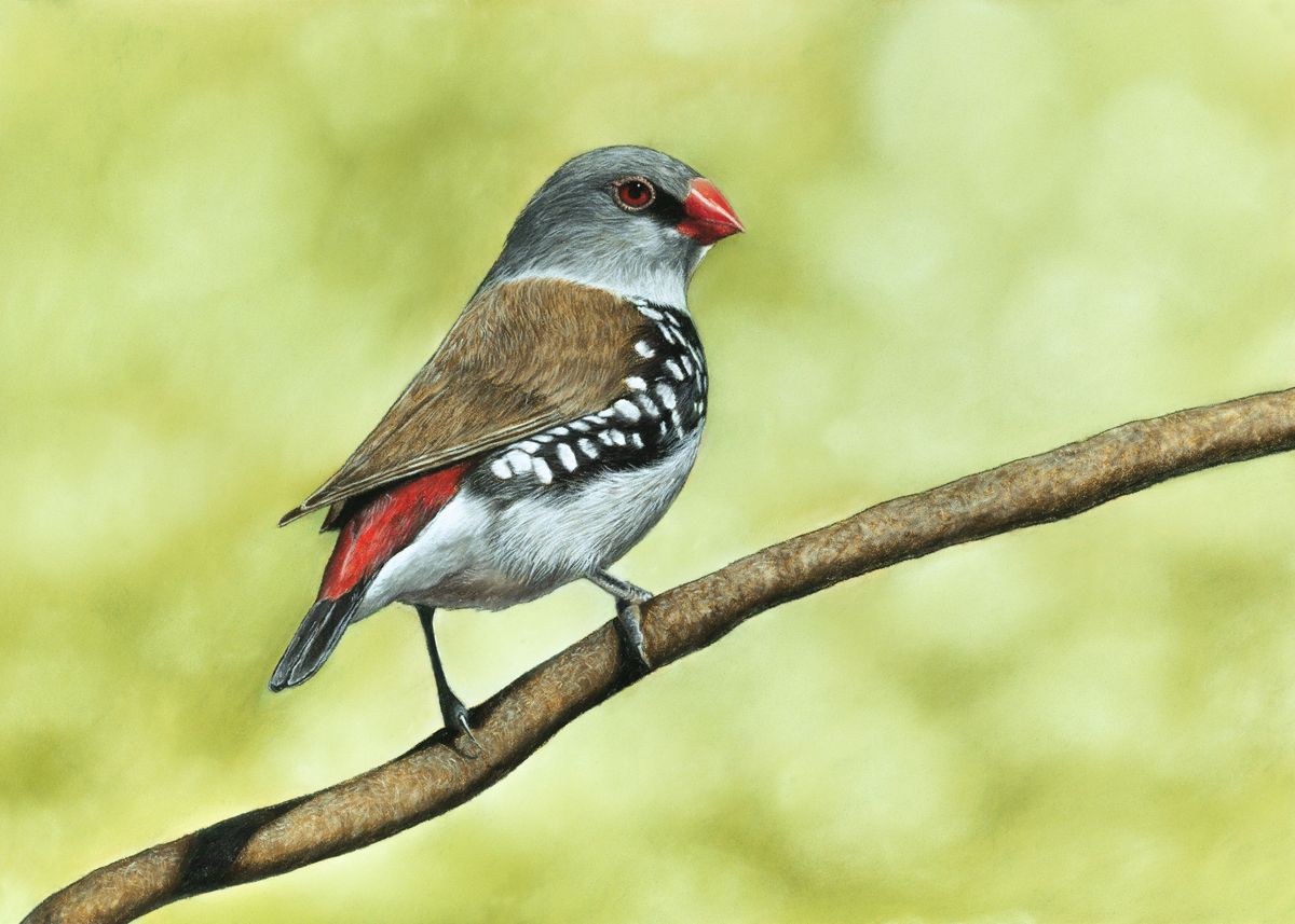 'Diamond firetail' Poster, picture, metal print, paint by Mikhail ...