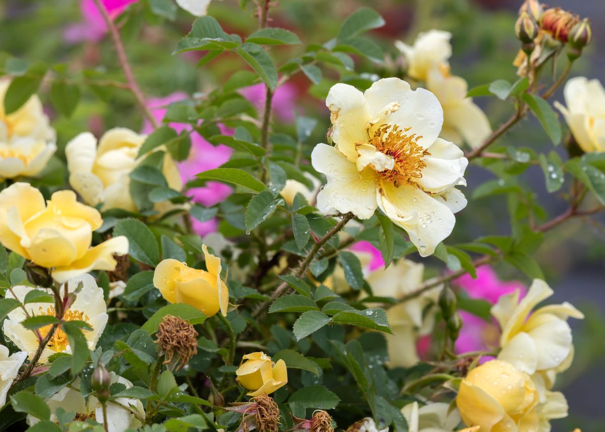 'raindrops on the rose ' Poster, picture, metal print, paint by Ornella ...