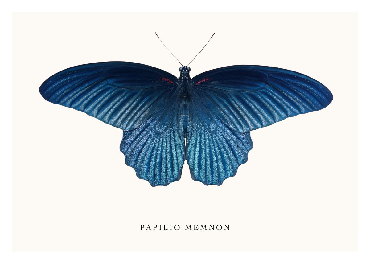'Papilio Memnon' Poster, picture, metal print, paint by Wildlife Art ...