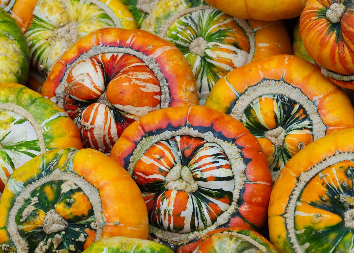 'Squash Patch ' Poster, picture, metal print, paint by Sam Brady | Displate