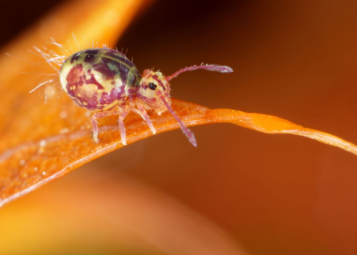 'Little collembola' Poster, picture, metal print, paint by bertrand ...