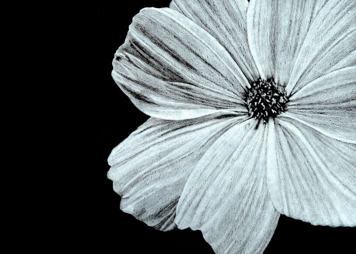 'Cosmos Black and White' Poster, picture, metal print, paint by Q ...