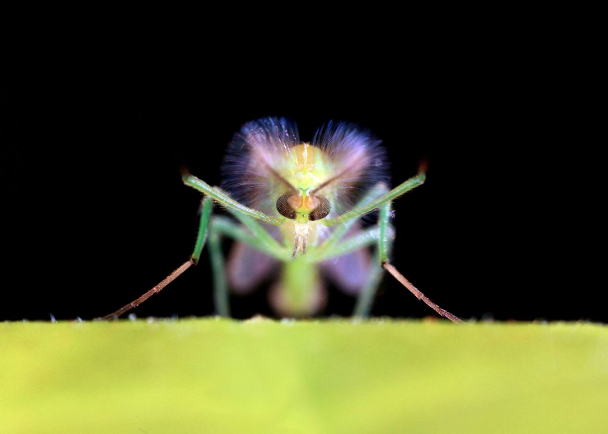 'Punky Style' Poster, picture, metal print, paint by bertrand kulik ...