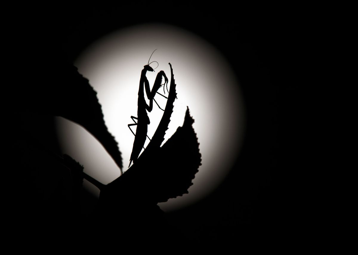 'Moon Mantis' Poster, picture, metal print, paint by bertrand kulik ...