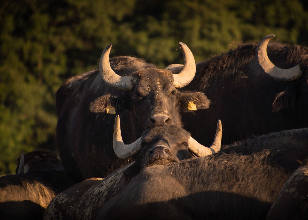 'Water buffalo love' Poster by Sabine Photography | Displate