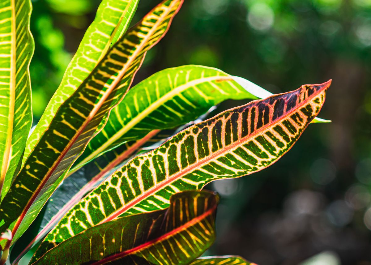 'Fire Croton Plant' Poster, picture, metal print, paint by Nicole Bleck ...