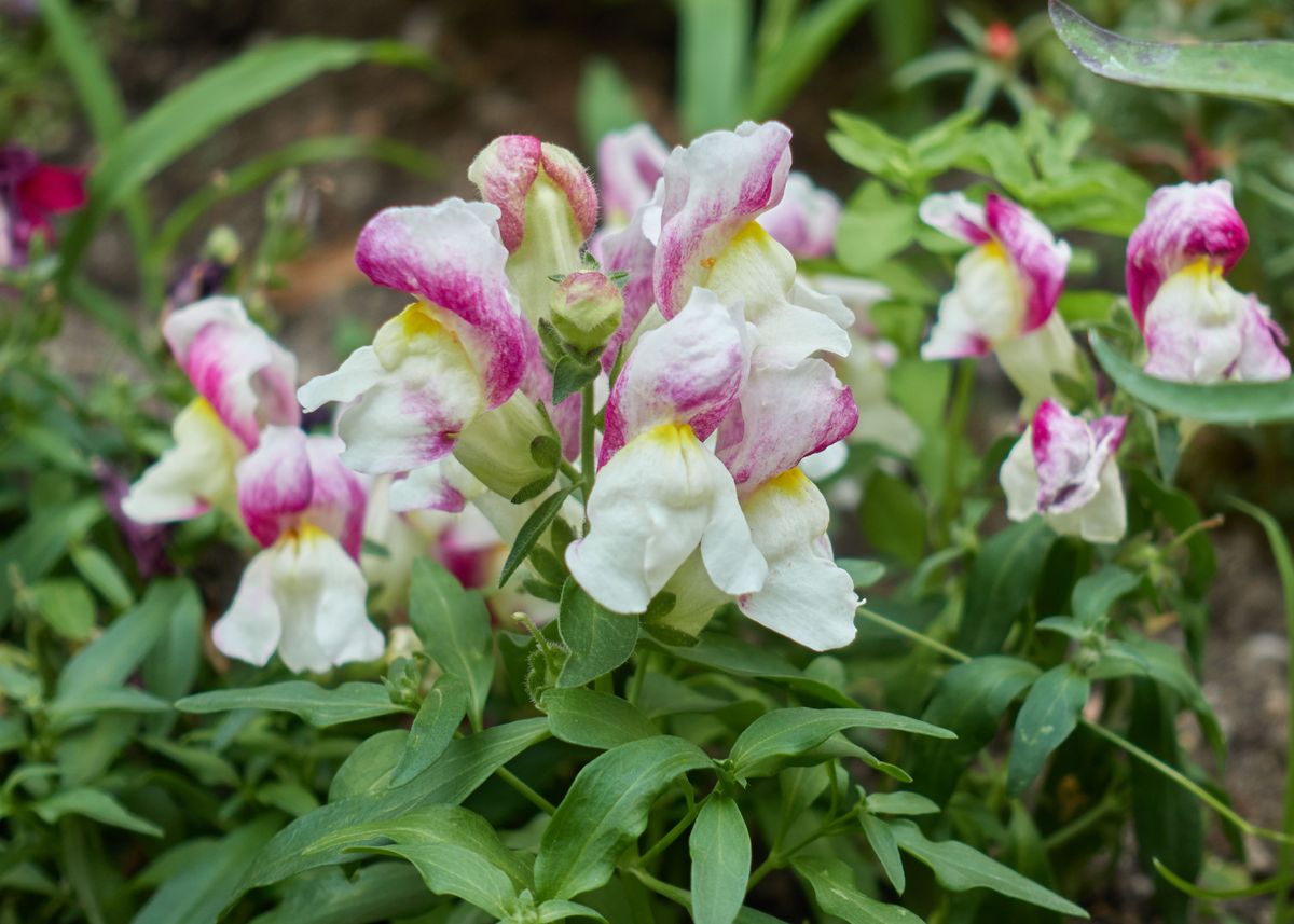 'snapdragons in bloom ' Poster, picture, metal print, paint by Ornella ...