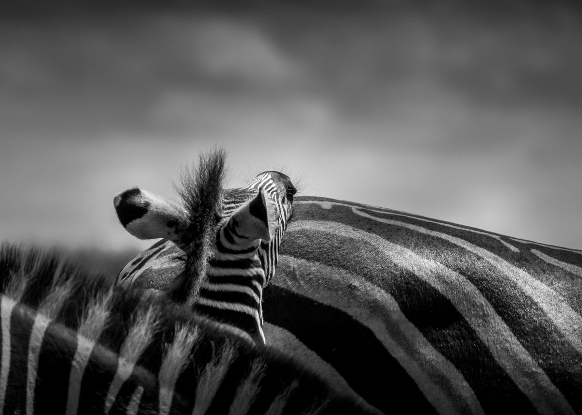 'Zebra Chin Rest' Poster, picture, metal print, paint by Barbara ...