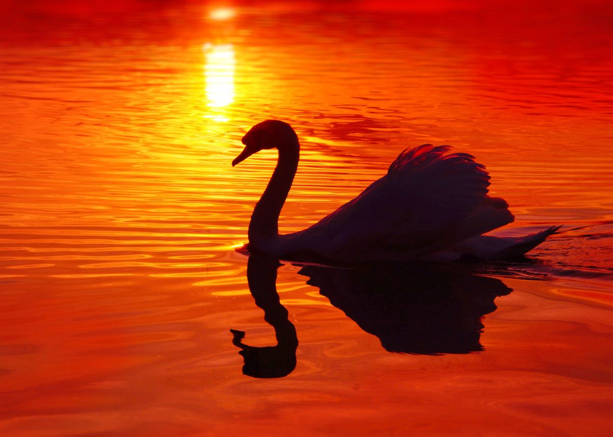 'Sunset Swan' Poster, picture, metal print, paint by NATURECO | Displate