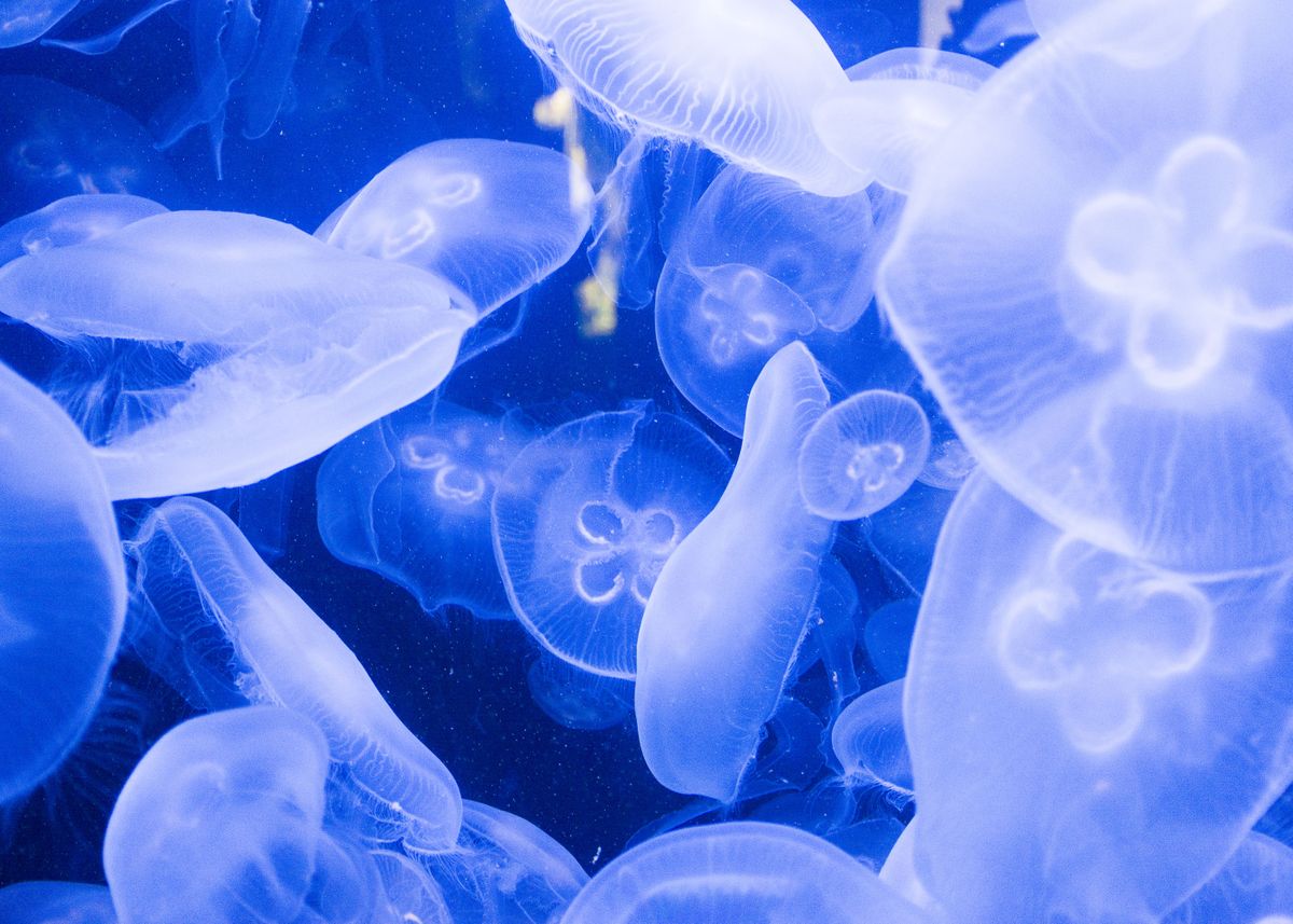 'Wibble wobble' Poster, picture, metal print, paint by Zuki | Displate