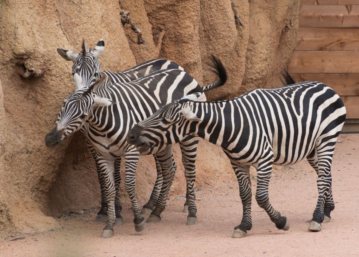 'zebra in the jungle' Poster, picture, metal print, paint by Ornella ...