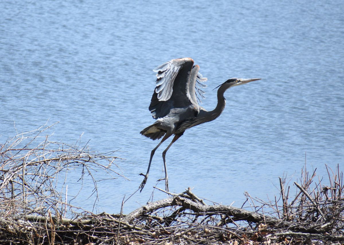'stork poster' Poster, picture, metal print, paint by LAST LIGHT | Displate