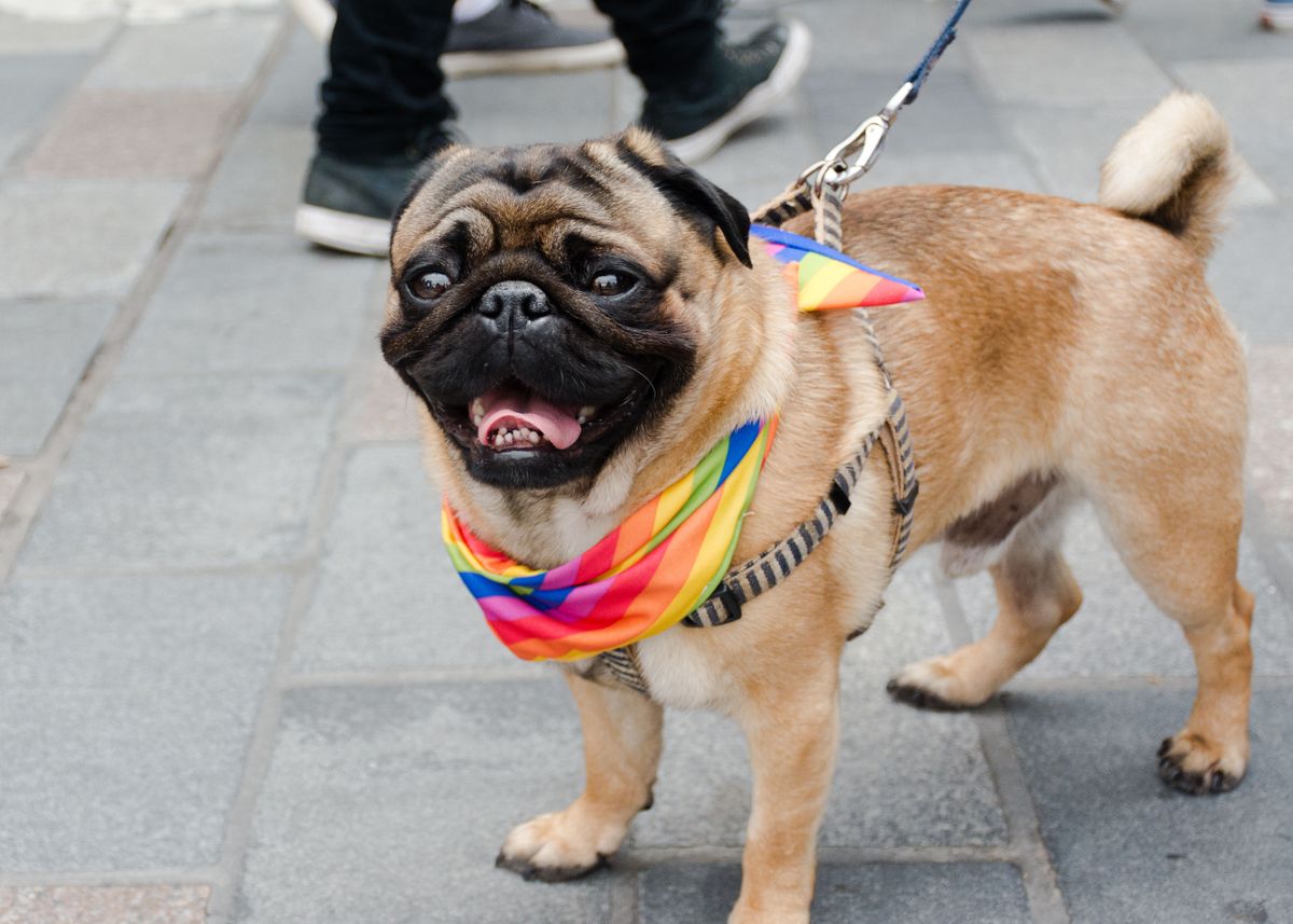 'Proud Pug' Poster by Zuki | Displate