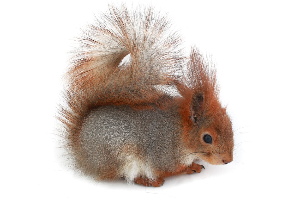 'Squirrel ' Poster by Drusilla | Displate