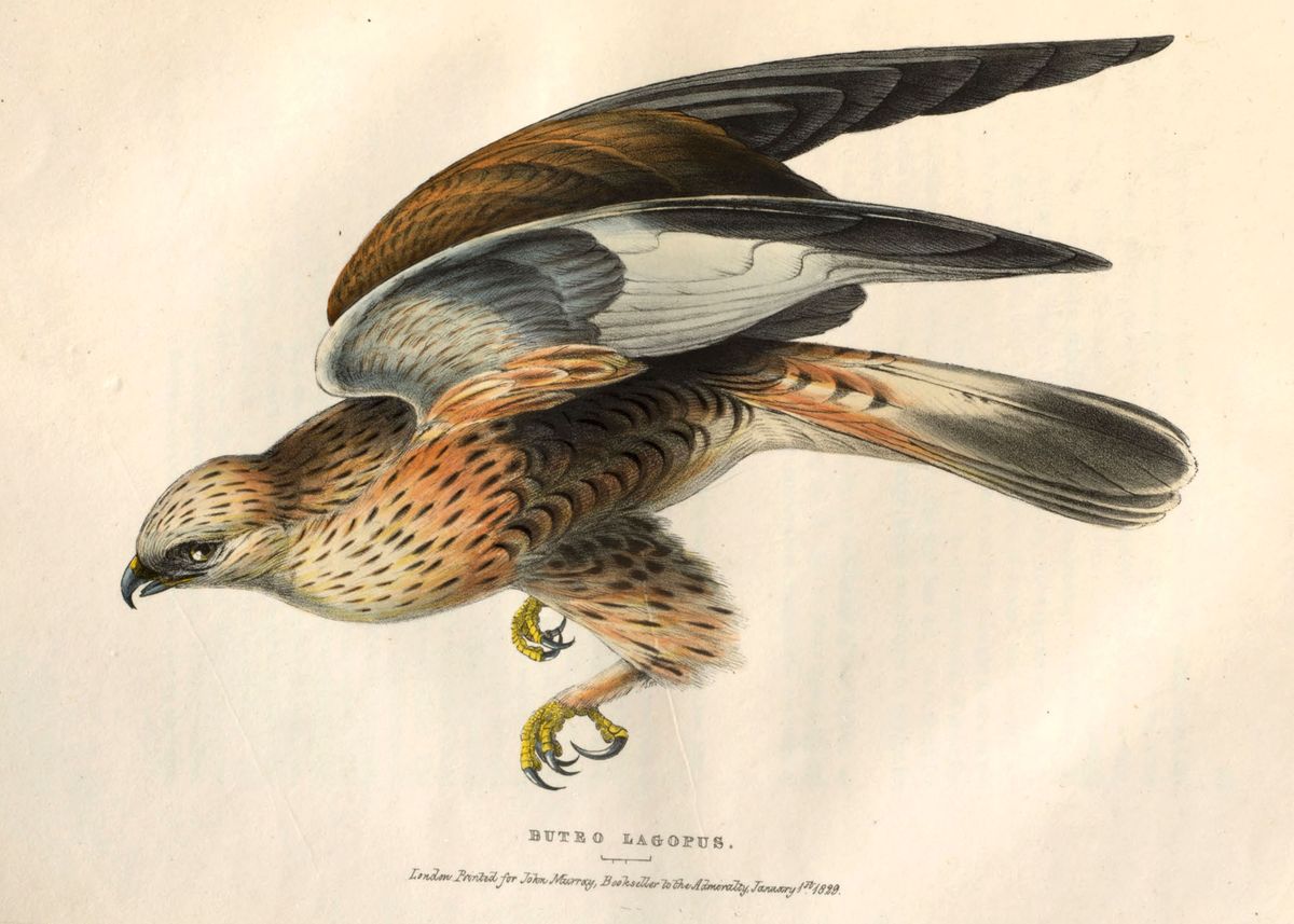 'Roughlegged buzzard ' Poster, picture, metal print, paint by ...
