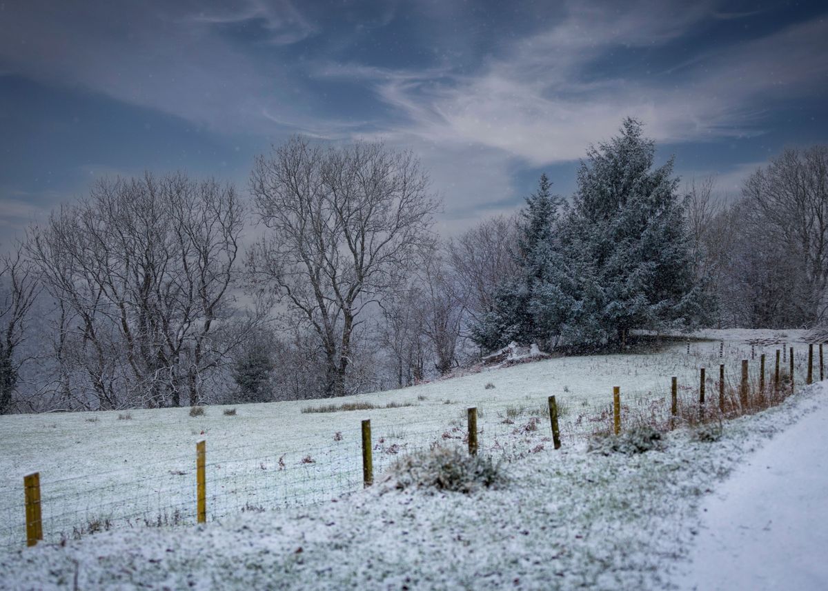 'Snow covered trees in Wint' Poster, picture, metal print, paint by ...