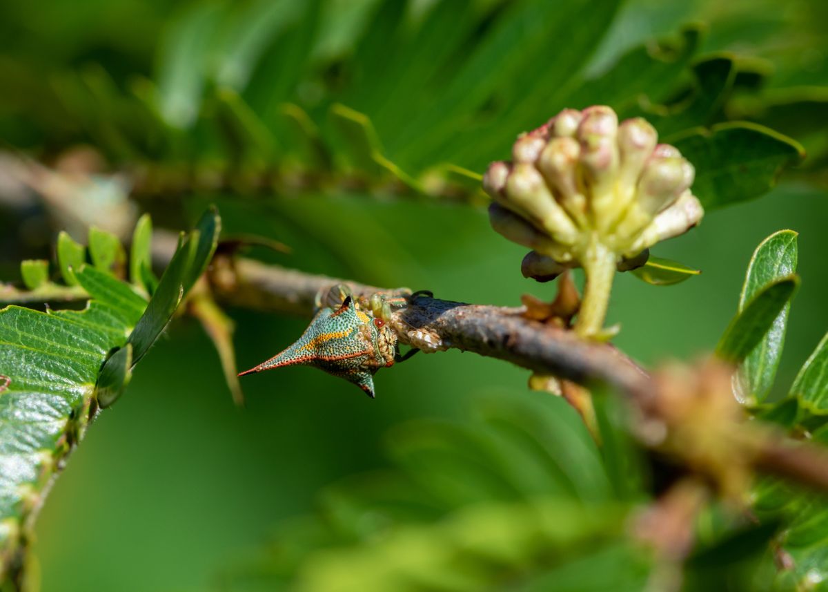 'Thorn Bug in a shrub' Poster by Nicole Bleck | Displate