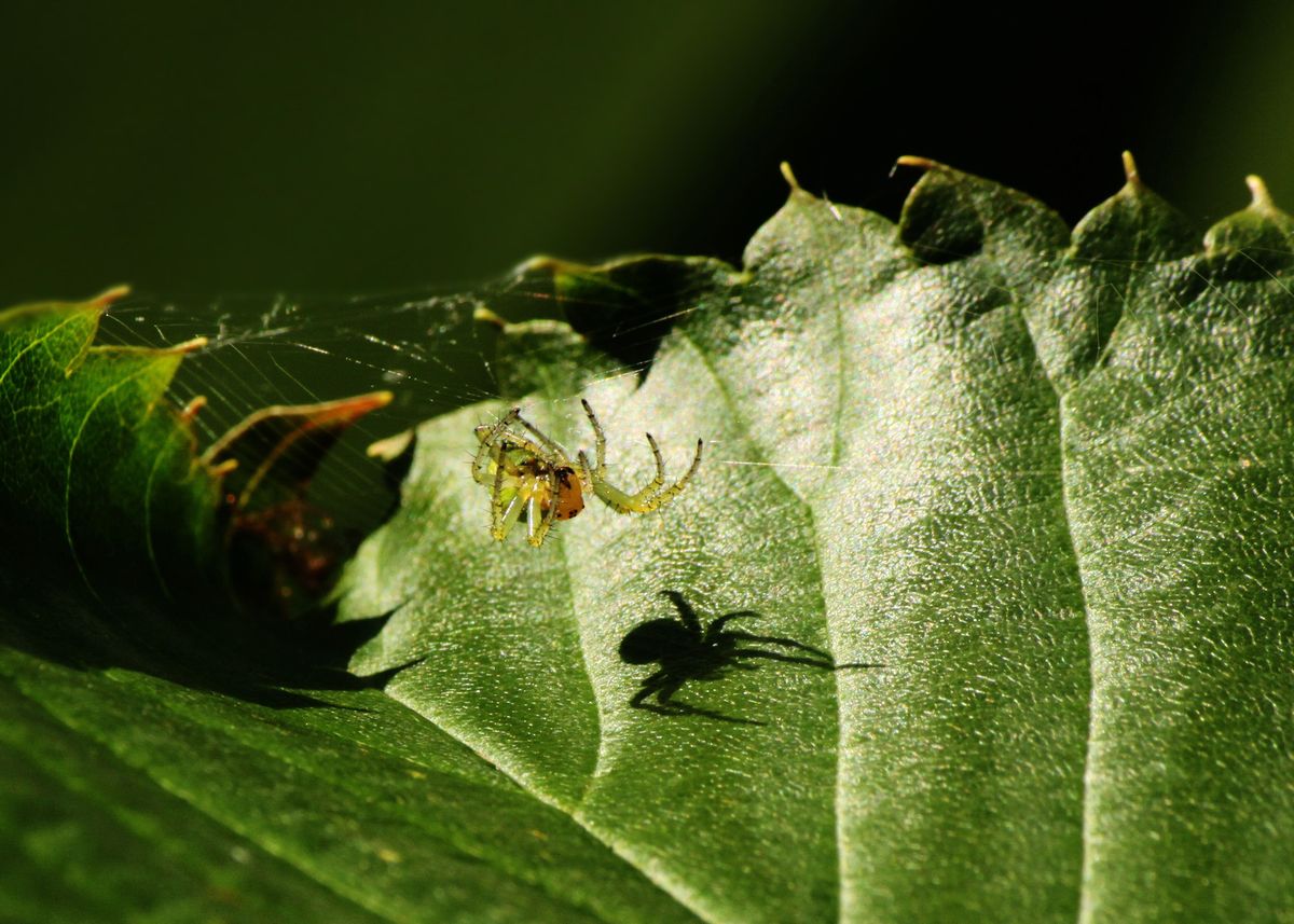 'Do not spider on me' Poster, picture, metal print, paint by Snezana ...