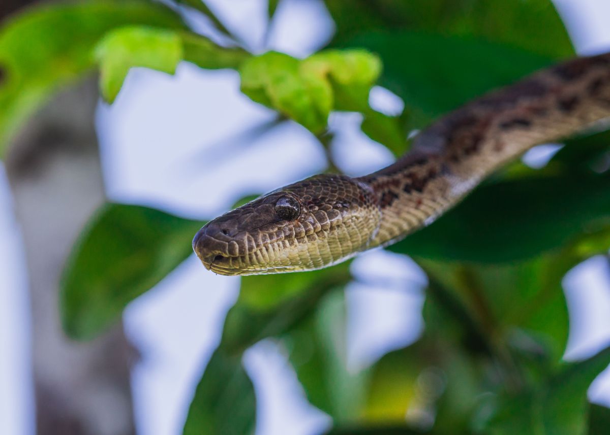 'Hispaniola Boa ' Poster by Nicole Bleck | Displate