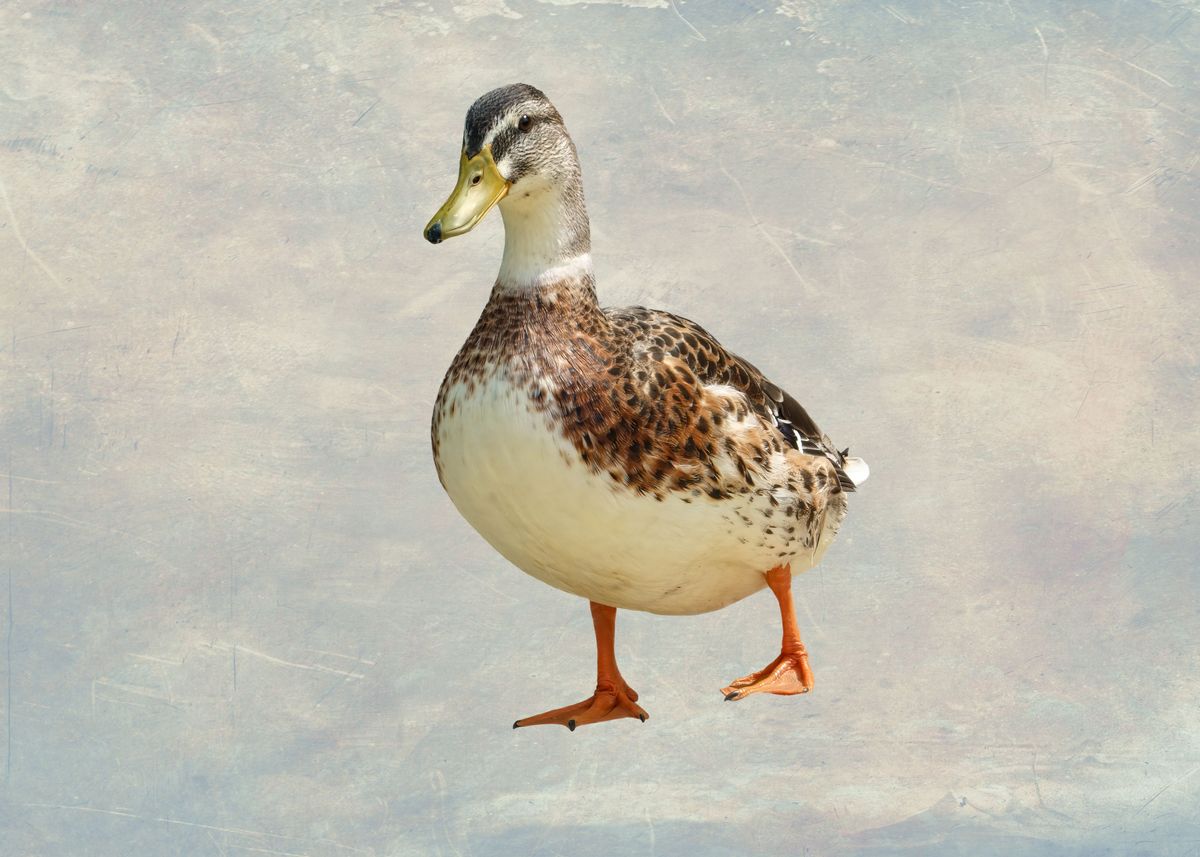 'isolated duck on texture b' Poster by Ornella Bonomini | Displate