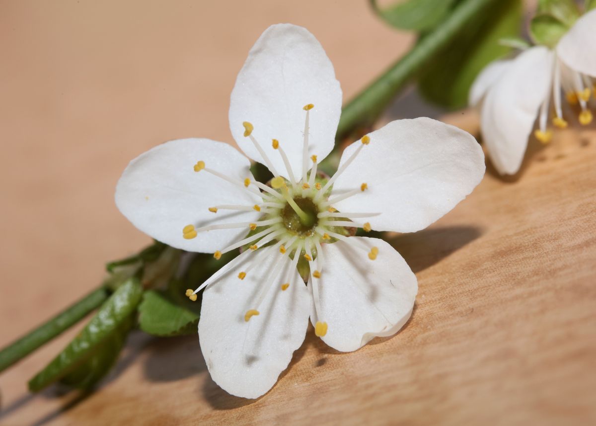 'Prunus flower Rosaceae' Poster, picture, metal print, paint by ...