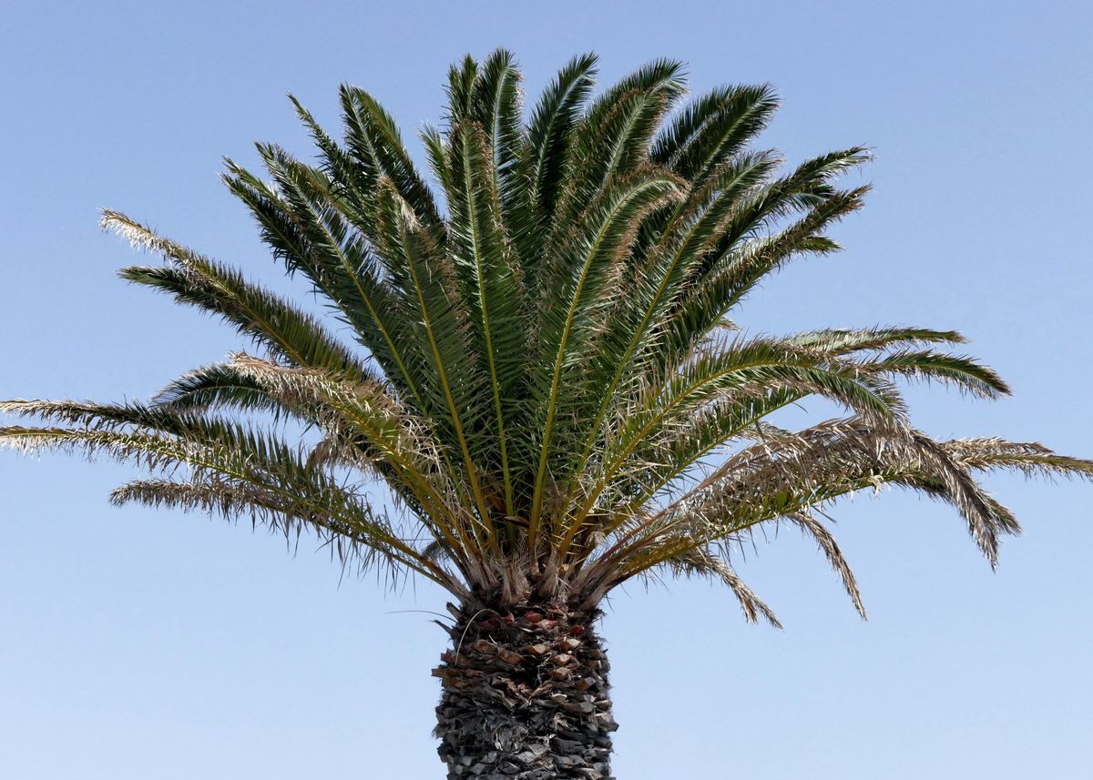 'palm tree blue ' Poster by The Bright Art | Displate