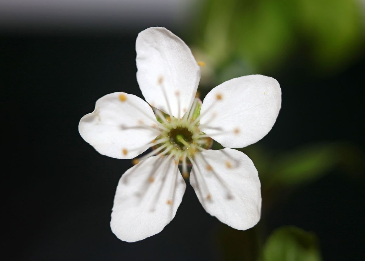 'Prunus flower Rosaceae' Poster by BakalaeroZz Photography | Displate